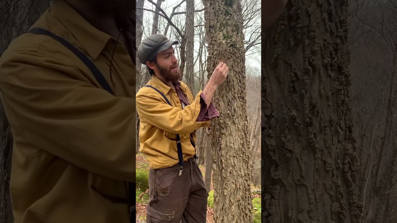 Do you know the bark of Hackberry?? (Celtis occidentalis) #tree #arborist #nature #forest #botany