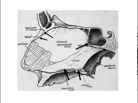 ENT nasal septum.flv