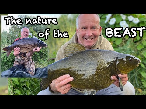 The nature of the BEAST