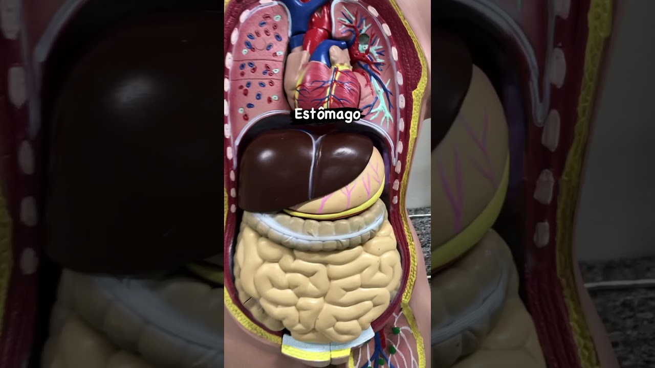 Anatomia e histologia do esôfago e estômago