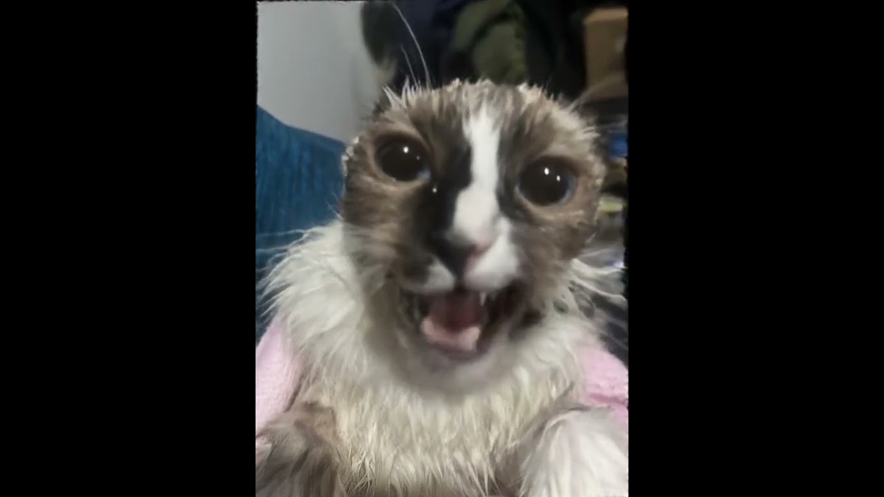 WAKE UP! cat MOTIVATION #cat  #saying #wakeup #motivation #big #car #short #tiktokvideo #tiktok #fun