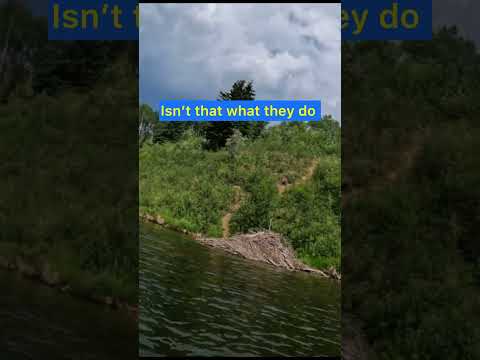 Beavers tail slap is a sign of danger #youtubeshorts #viral #beavers