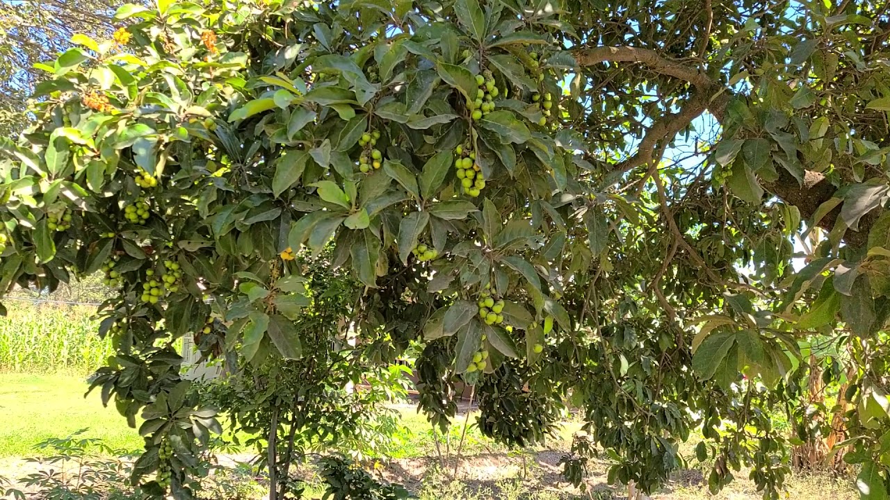 Árbol de Nance - Playitas Comayagua Honduras