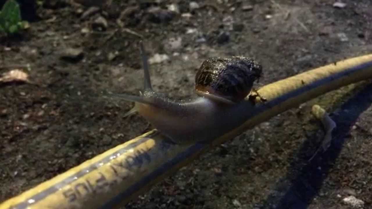 Garden Pests - How to Deal With Slugs and Snails - Stopping Slugs in Your Vegetable Garden