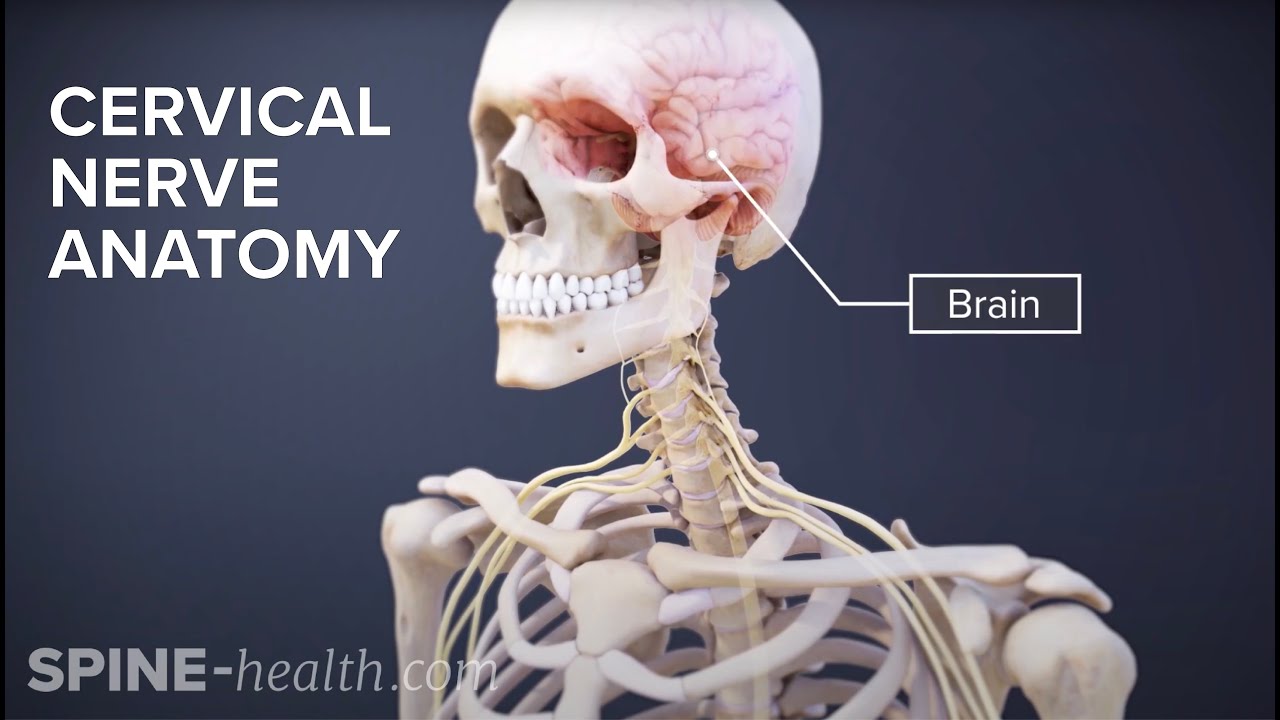 Cervical Nerve Anatomy Animation