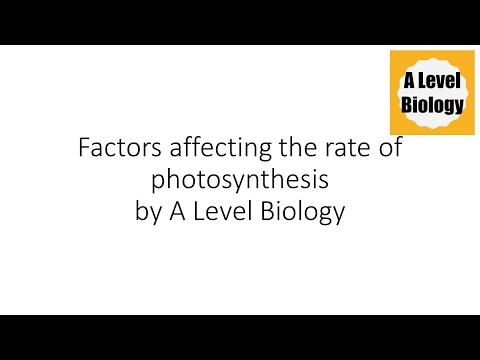 Factors affecting the rate of photosynthesis | A Level Biology