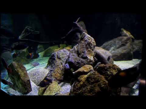 Bulu Point, Red Empress, Brichardi and Marlieri Cichlid aquarium
