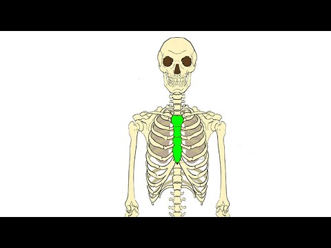 American Sign Language ASL Video Dictionary - breastbone