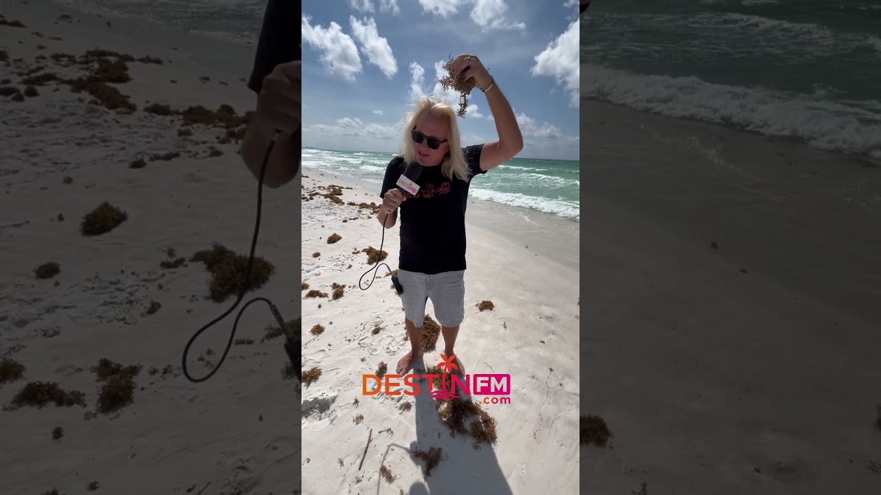 Sargassum SEAWEED