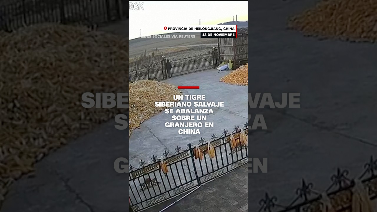 Un tigre siberiano salvaje se abalanza sobre un granjero en China