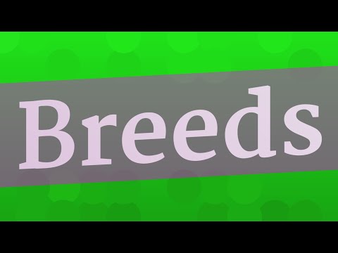 BREEDS pronunciation • How to pronounce BREEDS