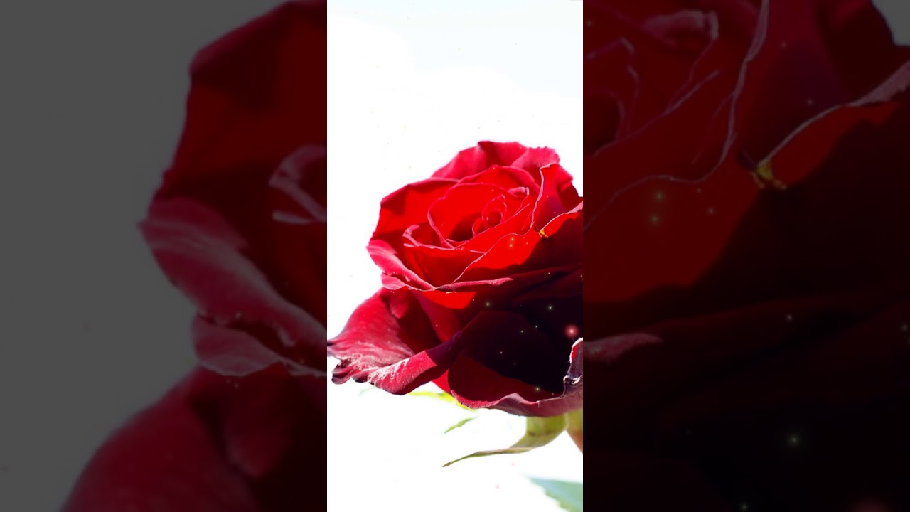 Rose white background live wallpapers | Red Rose White Background Images