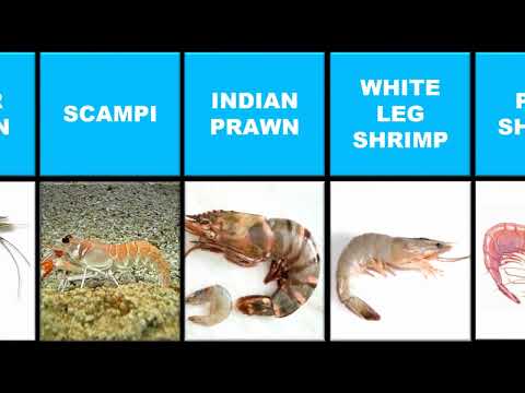 Different types of Prawns and Shrimp|Interesting Data