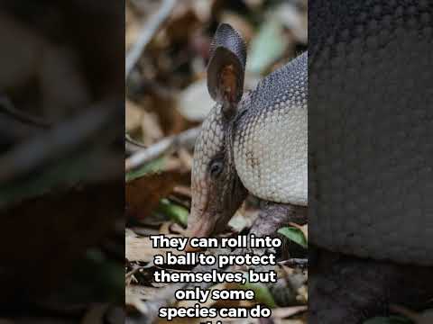 10 facts about armadillos #armadillo #armadillos #animals #wildlife