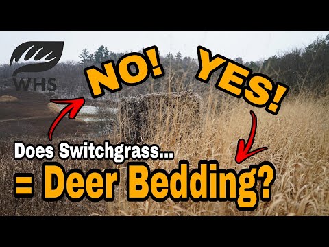 Switchgrass For Deer Bedding