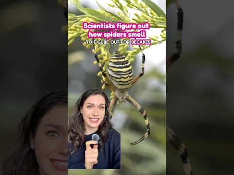 🕷️How do spiders smell? Scientists finally have an answer #spiders #sciencenews #biology