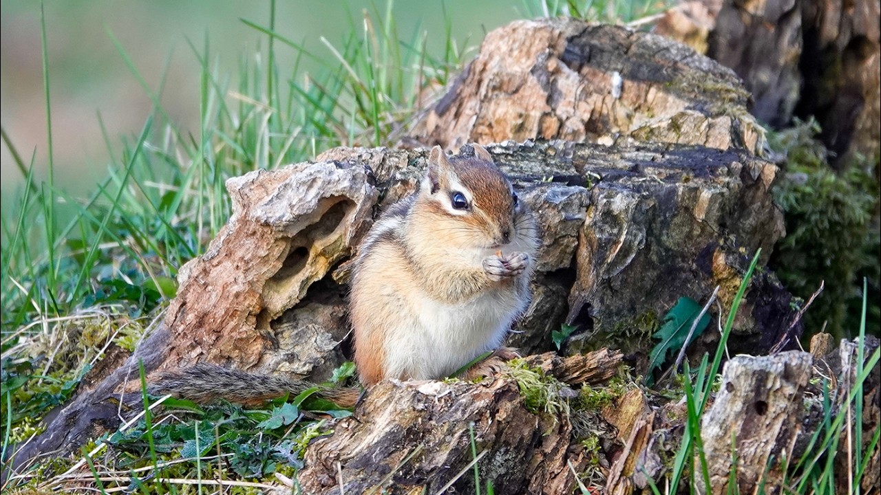 Eastern Chipmunk: Foraging (26 April 2026)