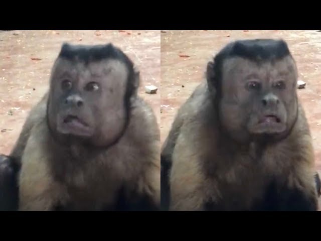 Mono con cara de preocupación se vuelve viral | Excélsior