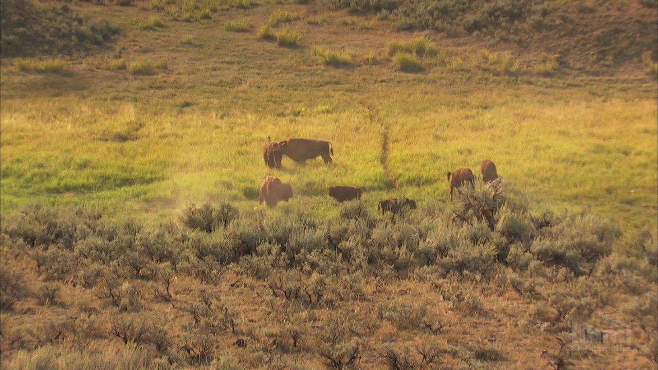 Liz Hadly Tracks the Impact of Climate Change in Yellowstone