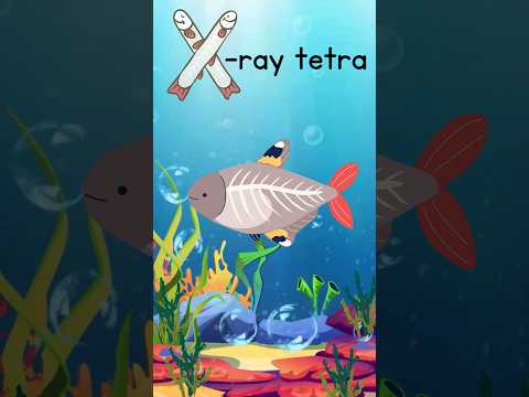 A to Z English Animals alphabet letters, the letter X is for X-ray tetra, facts about X-ray tetras