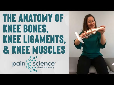 The Anatomy of Knee Bones, Knee Ligaments, and Knee Muscles | Pain Science Physical Therapy