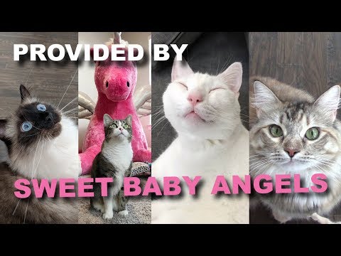 5 Min Therapy | In The Form of Cats