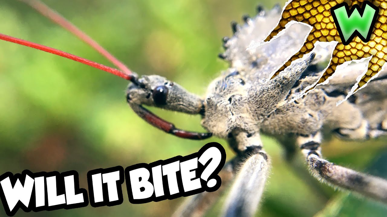 Are Assassin Bugs Dangerous?
