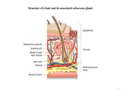 CH 3 INTEGUMENTARY SYSTEM 1