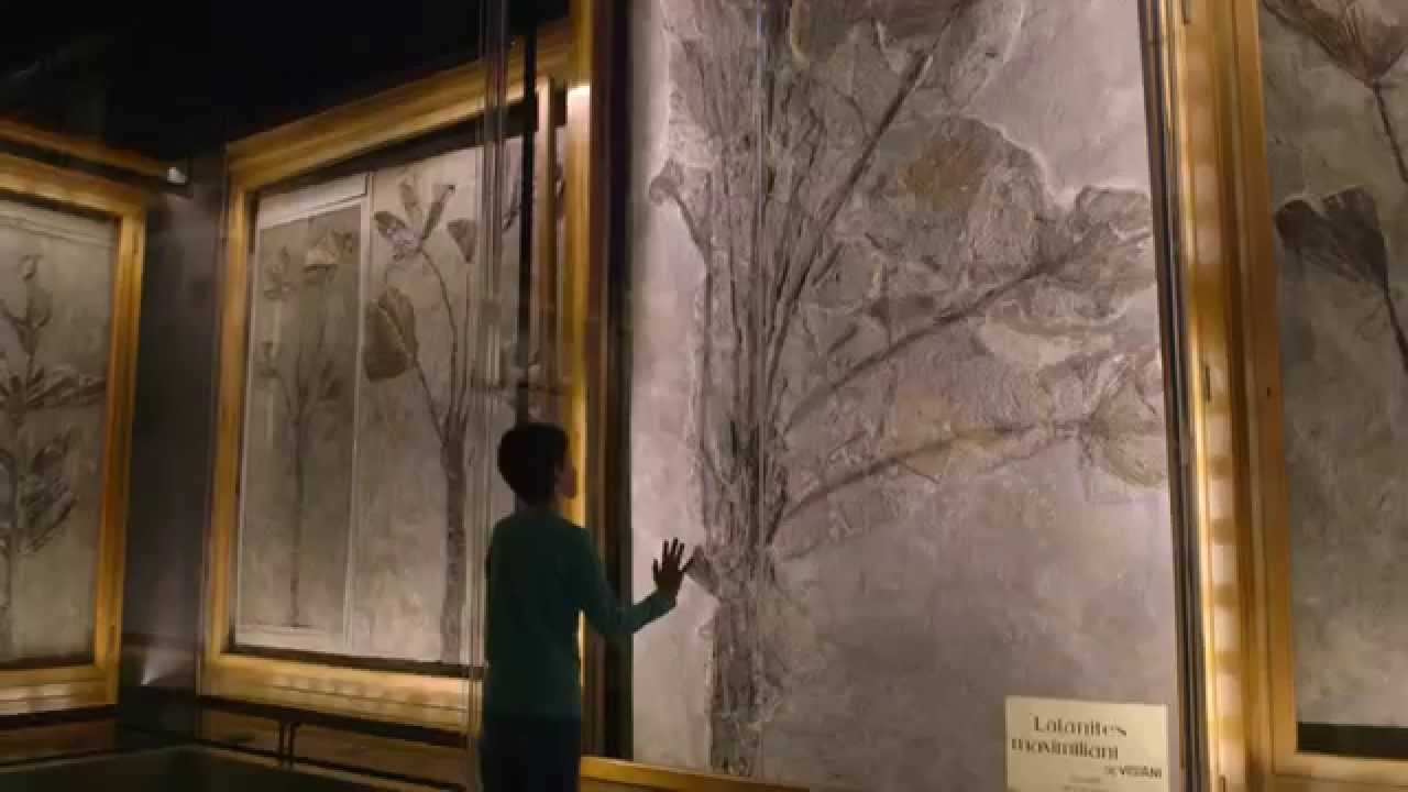 Università di Padova : Rankings, Fees & Courses Details | TopUniversities