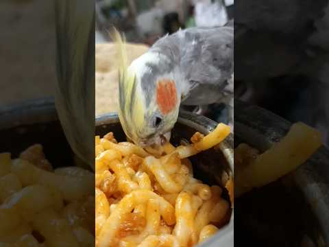 Foods That Will KILL Your Bird or Parrot!