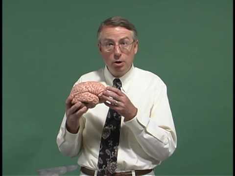 Neuro Exam ; Mental Status : Anatomy Introduction