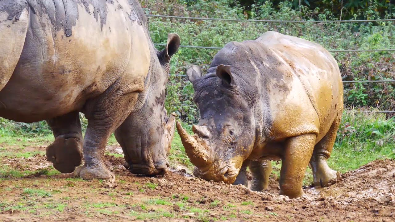 Rhino Fact File