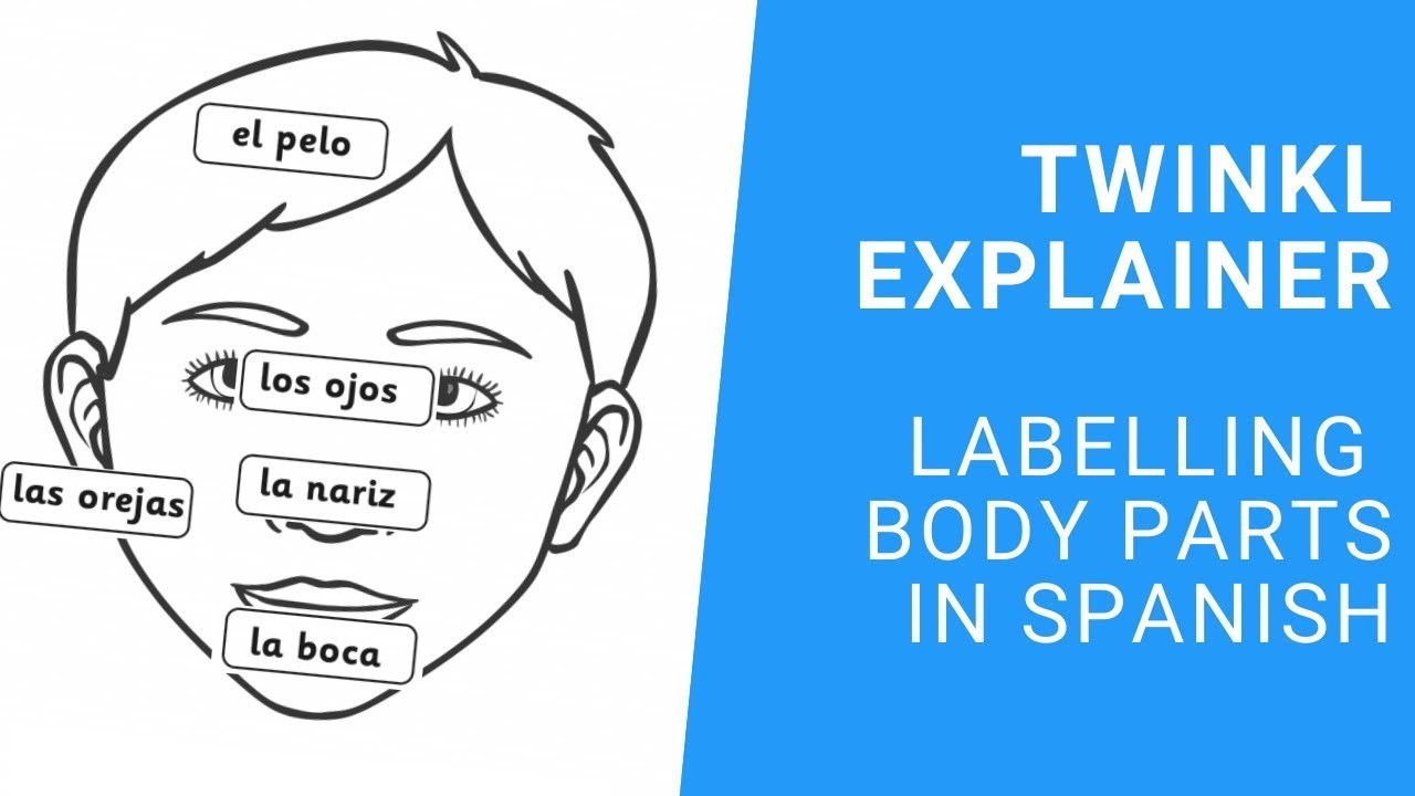 Parts of the Body in Spanish