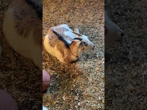 Potato π₯ #goats #cute #farmlife