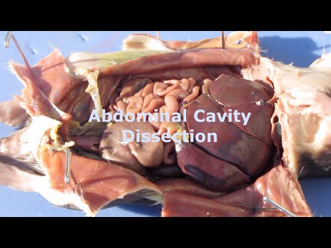Virtual Rat Dissection: Abdominal Cavity