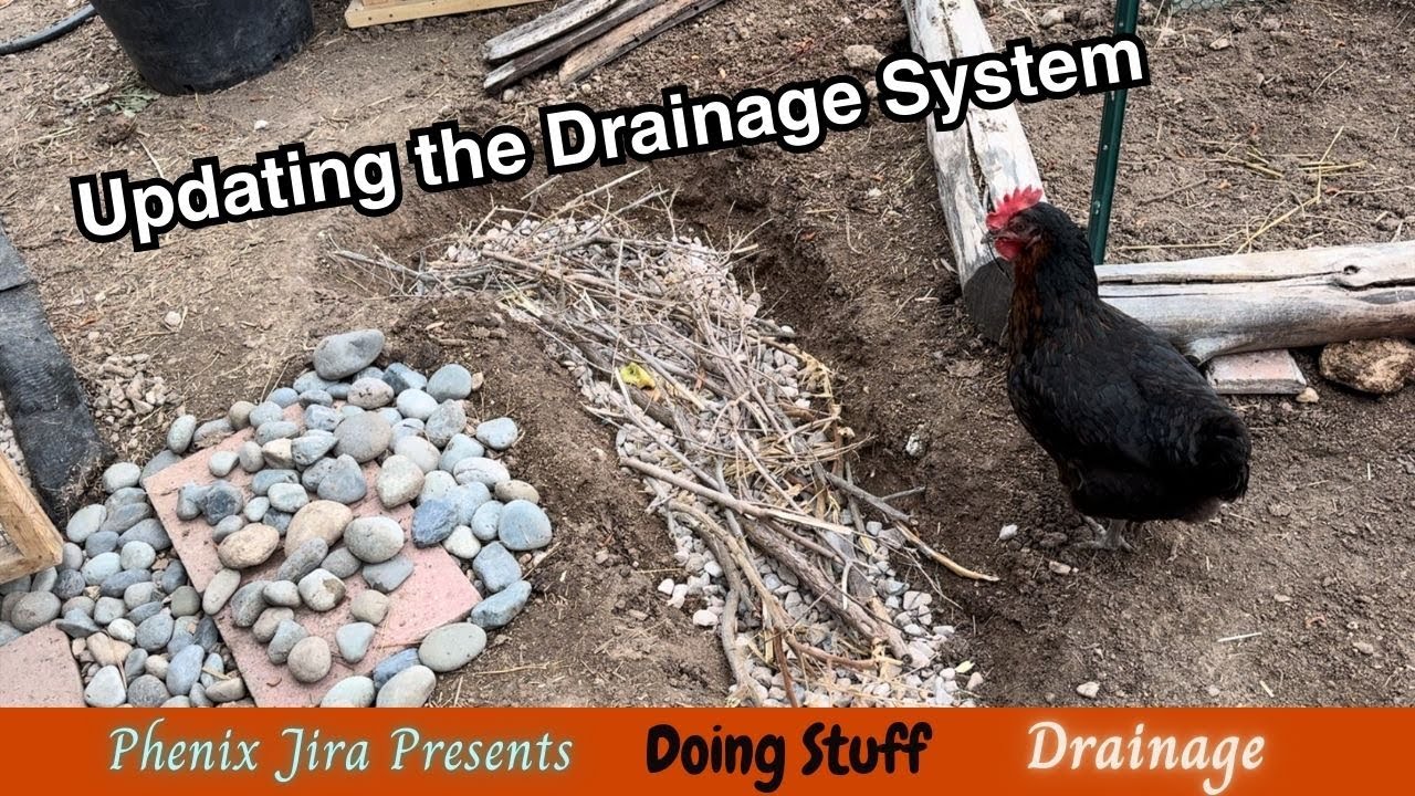 Chicken Run Drainage System
