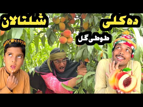 Da Kali Shaltalan Pashto New Funny Video 2024 by Bebe Vines Plus