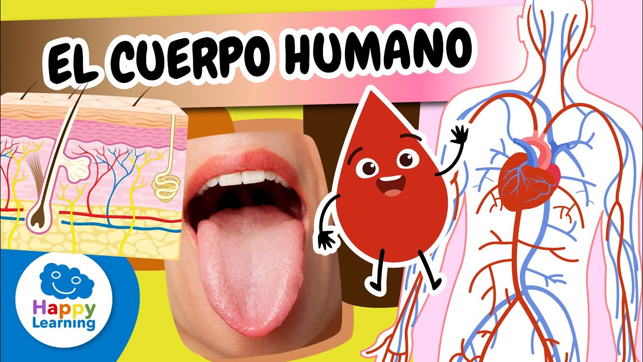 🔴DIRECTO |🧠🫀 El Cuerpo Humano para Niños | ¡Curiosidades, los órganos y sus partes! | Happy Learning