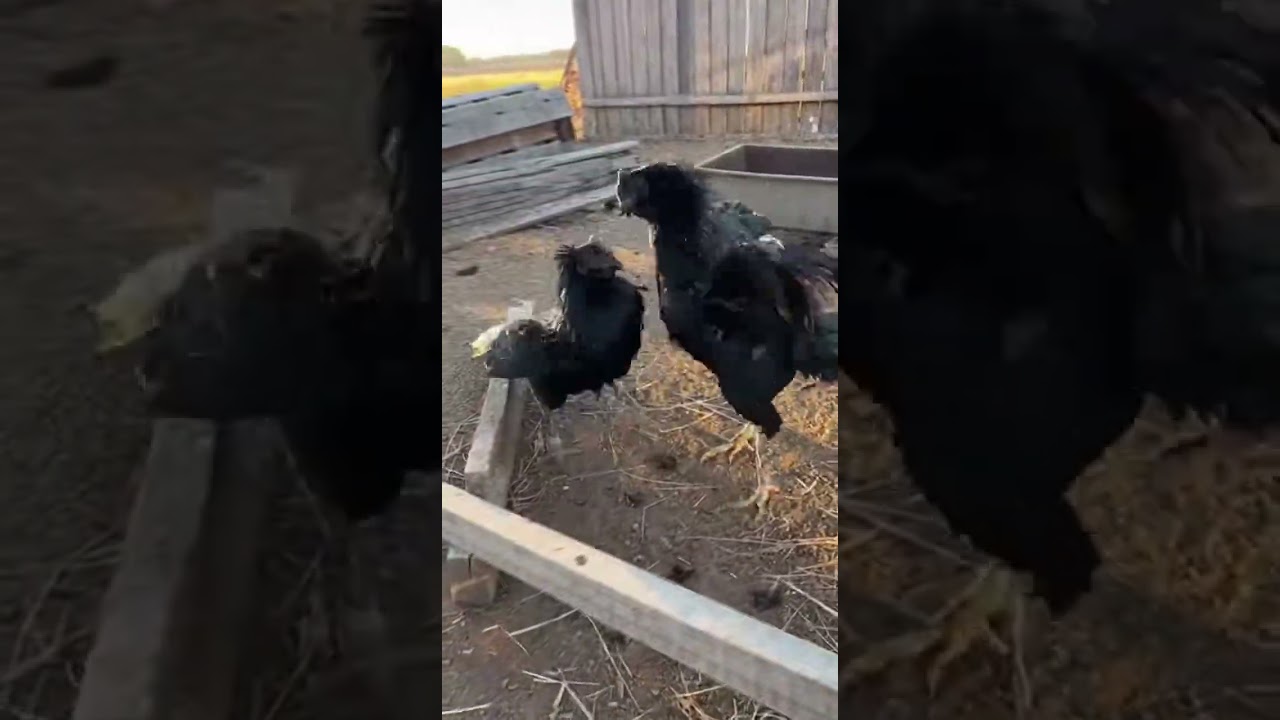 Powerful Black Roosters: Rare Black Roosters Guarding Their Turf🐓#shortsfeed#animals#rooster#shorts
