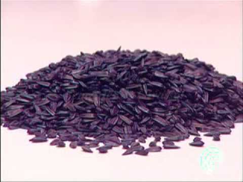 Veneno De Ratos O Melhor Raticida 4 Sachês 50g Cada Oferta - R$ 25,00 ...