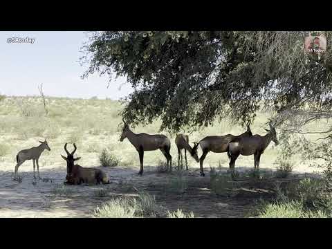 Red hartebeest antelope in the Kgalagadi Transfrontier Park