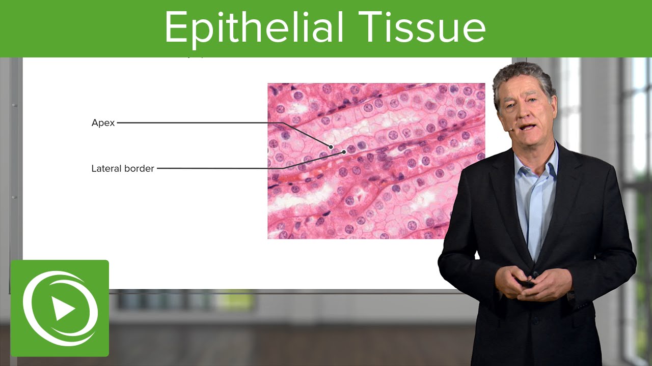 Epithelial Tissue: Structure & Functions – Histology | Lecturio