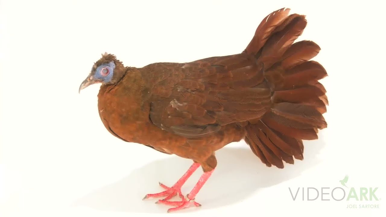A Bulwer’s pheasant hen (Lophura bulweri) at the Al Bustan Zoological Centre in Sharjah, UAE.