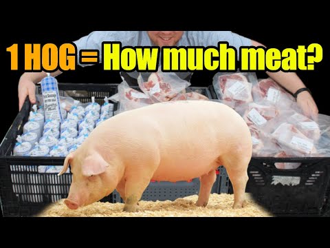 How Much Meat Comes From 300 lb Meat Hog/Pig? & What Meat Cuts Can I Get?