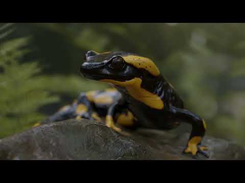 Steam Community :: Video :: Fire salamander