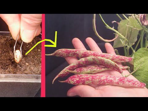 Growing BORLOTTI BEAN Time Lapse - Seed to Bean 65 days