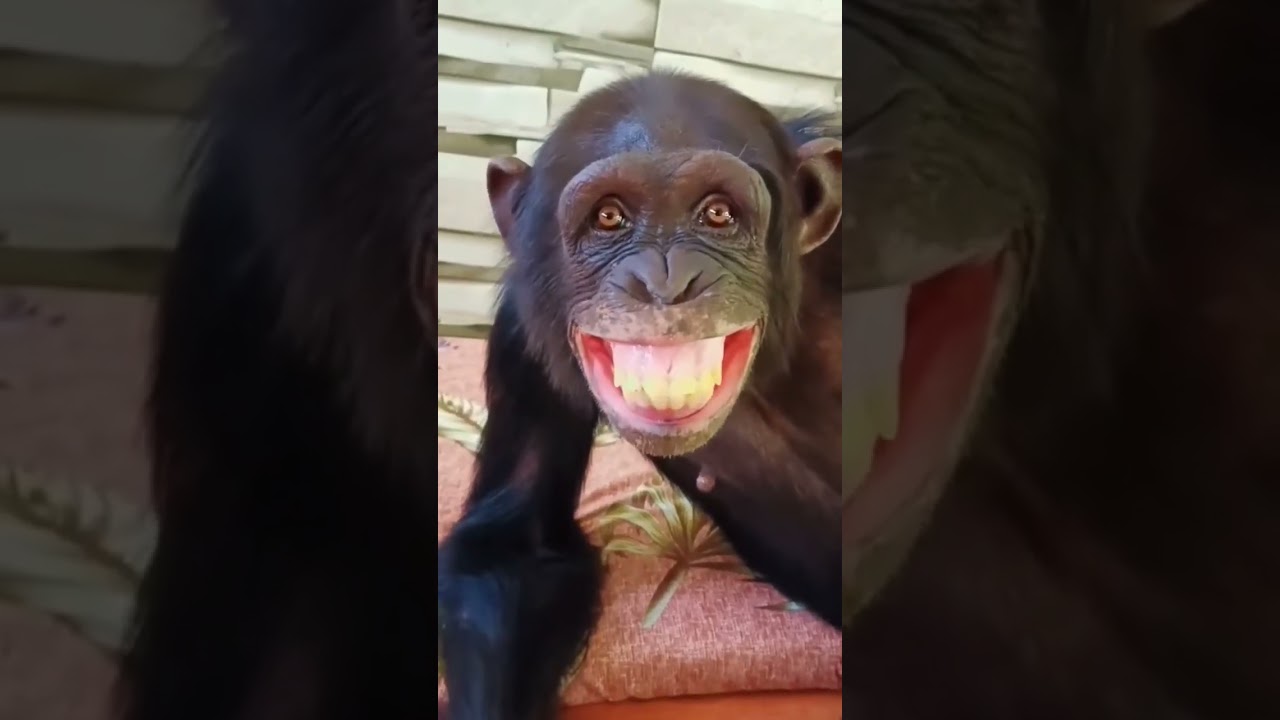 monkey laughing ｜ funny monky chimpanzi ｜ chimpanji #shorts #chimpanzee #monkeylaughing