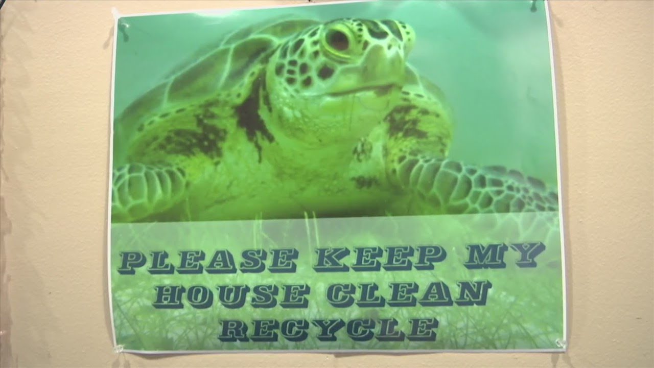Turtles and Trash