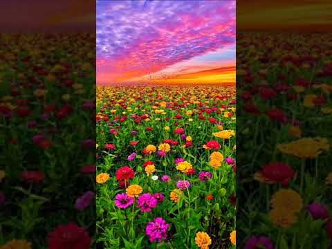 beautiful nature wallpaper & background to download for free in HD and 4K quality -1 #shorts