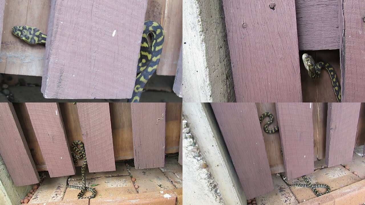 Juvenile carpet python, another helper in the patch...